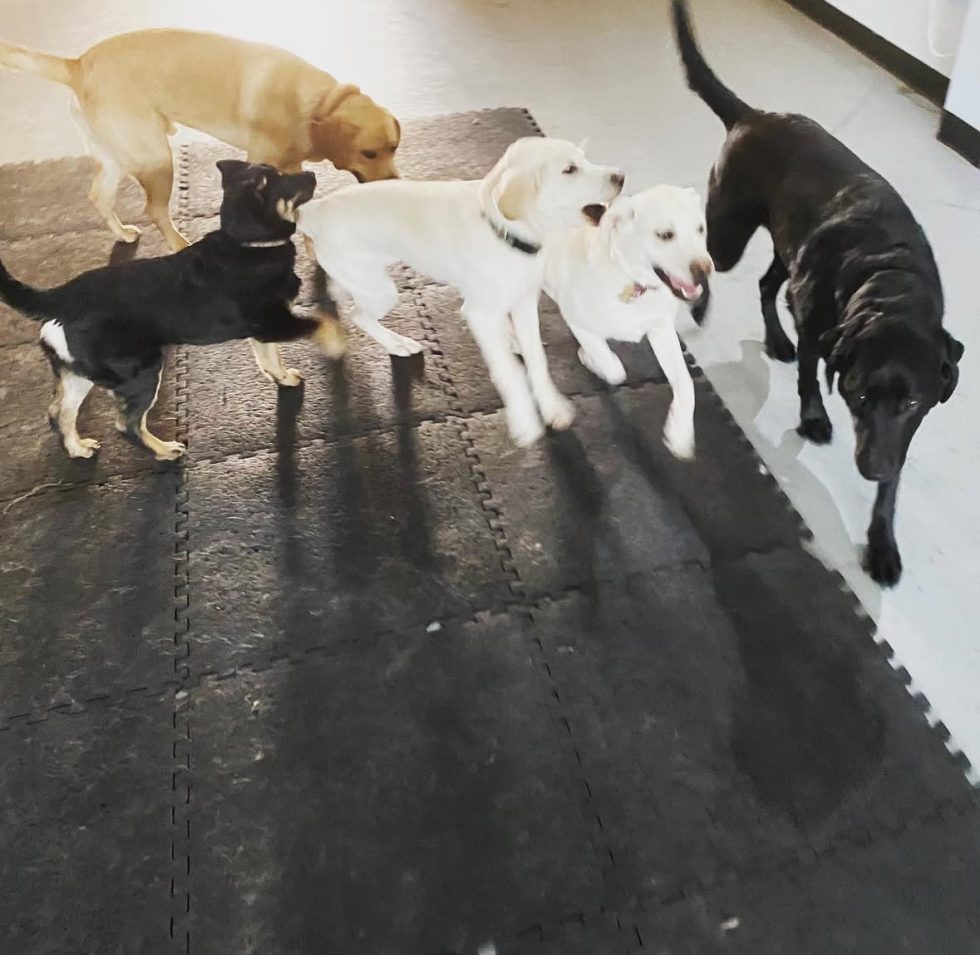 Dog Daycare in Cochrane, AB - Obedience Unleashed Dog Training Inc.