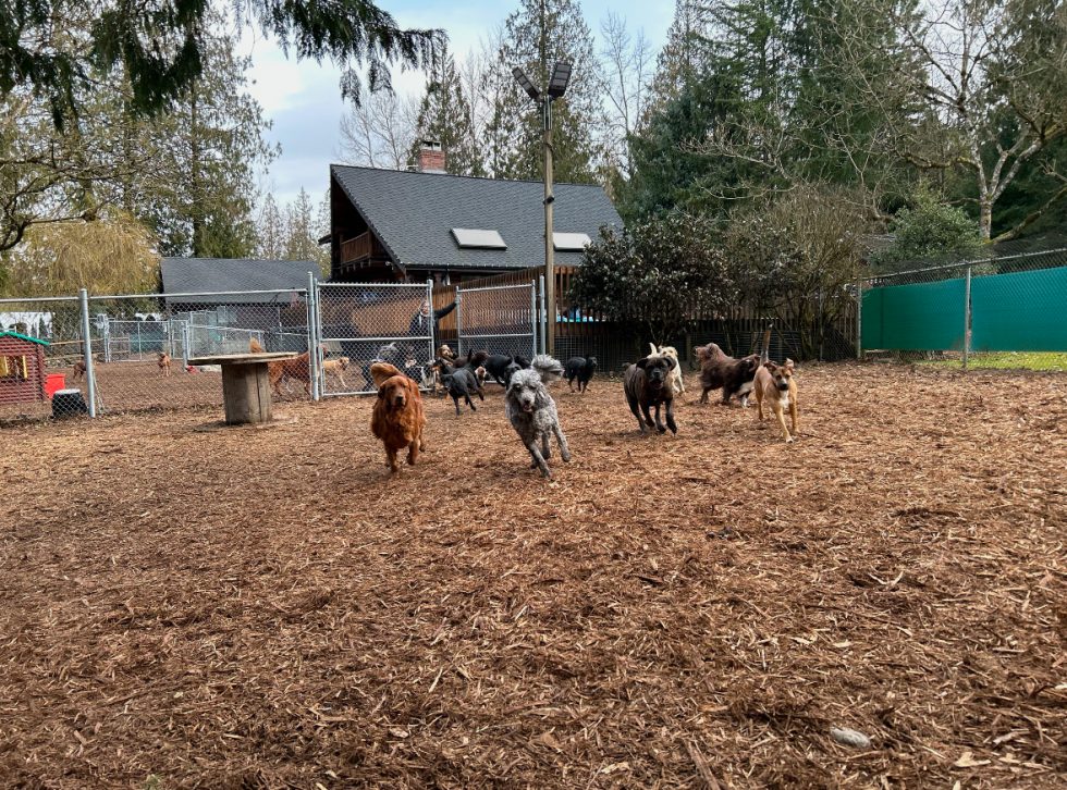 Reliable and Trustworthy Dog Boarding in Silverdale - Obedience ...