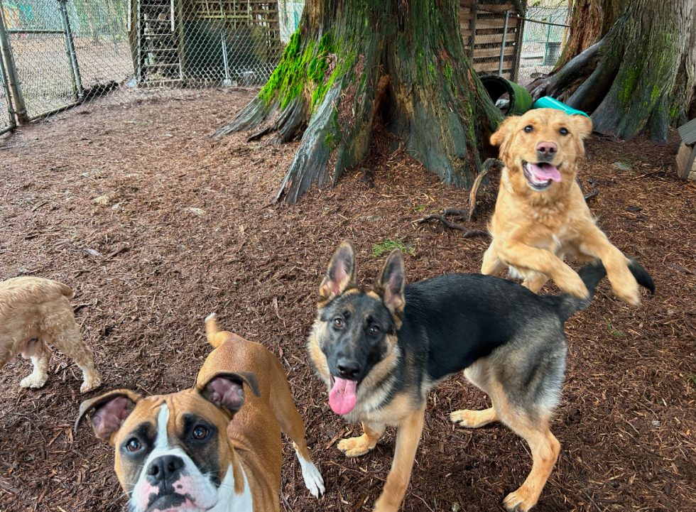 Reliable and Trustworthy Dog Boarding in Silverdale - Obedience ...