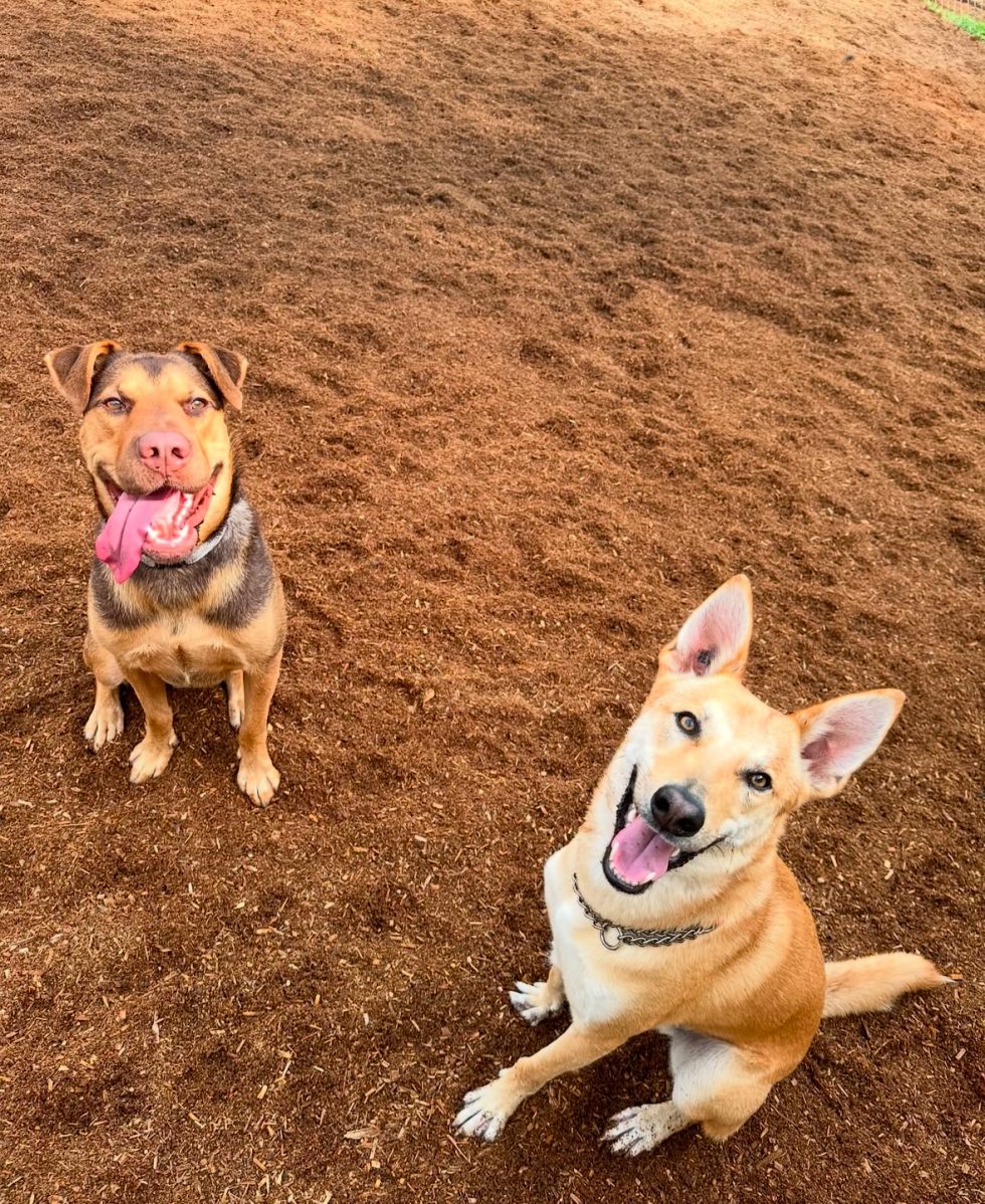Dog Daycare in Chilliwack - Obedience Unleashed Dog Training Inc.