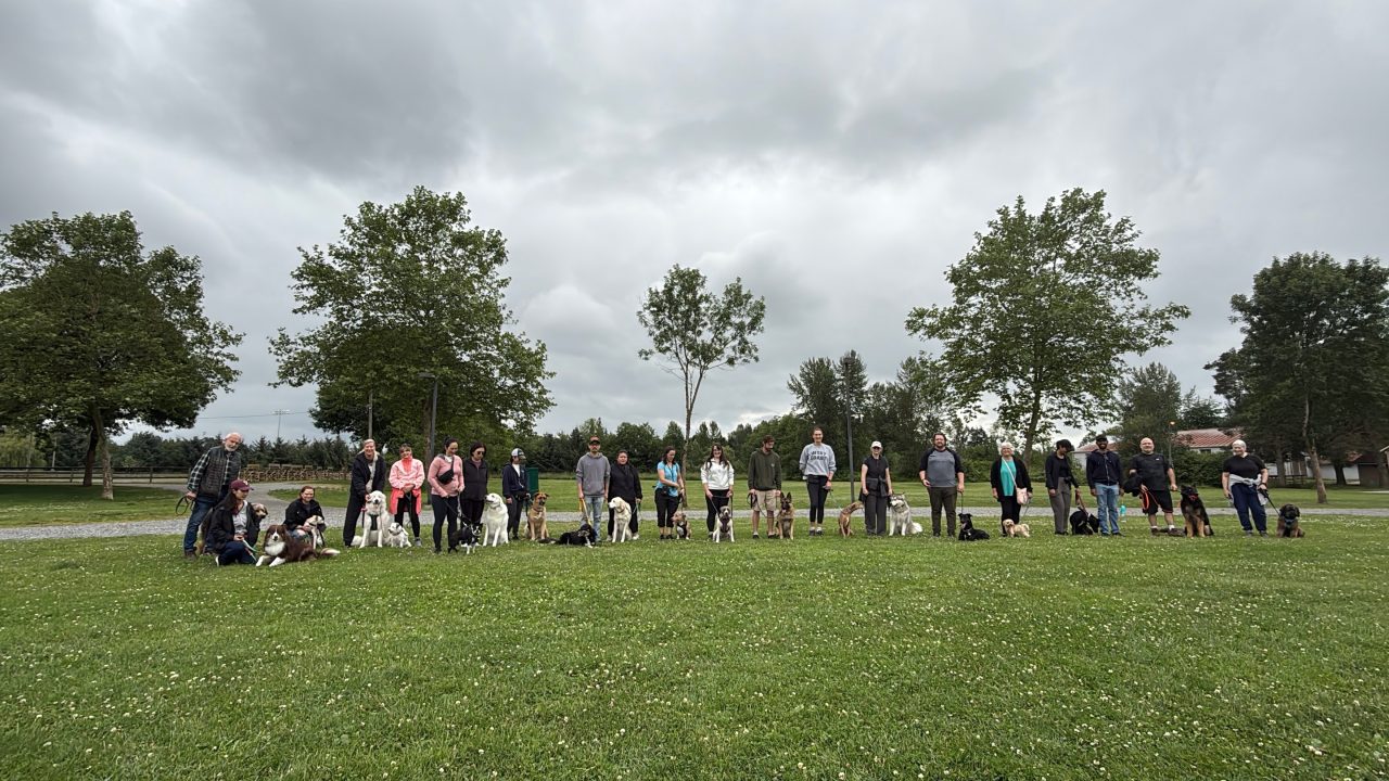 Group Walks - Obedience Unleashed Dog Training Inc.