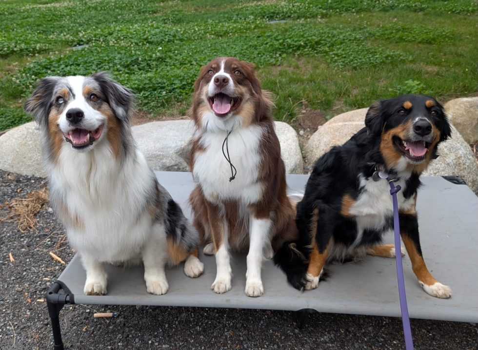 Obedience Unleashed - Best Dog Training Classes in BC|AB